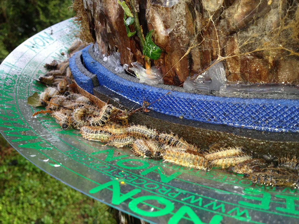 La migliore trappola per la processionaria del pino | Procestop